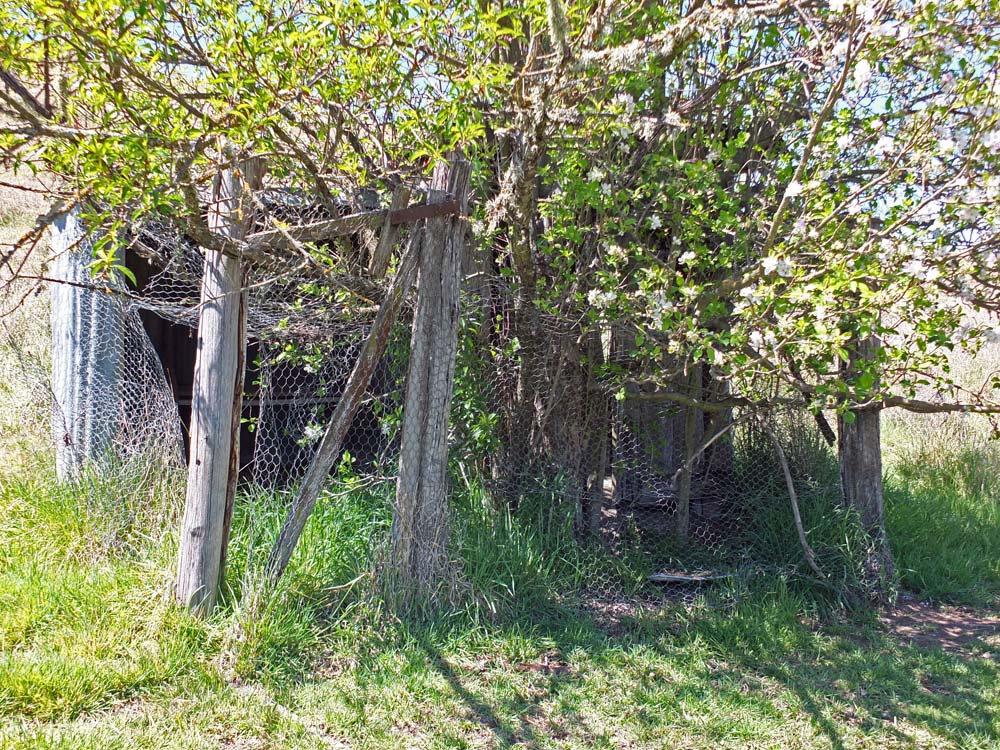 Norville Australia - Farming - Dogs