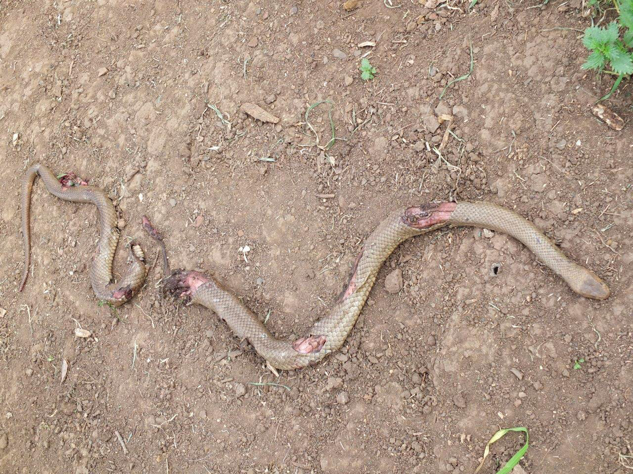 Norville Australia - Universe - Biodiversity - Reptiles